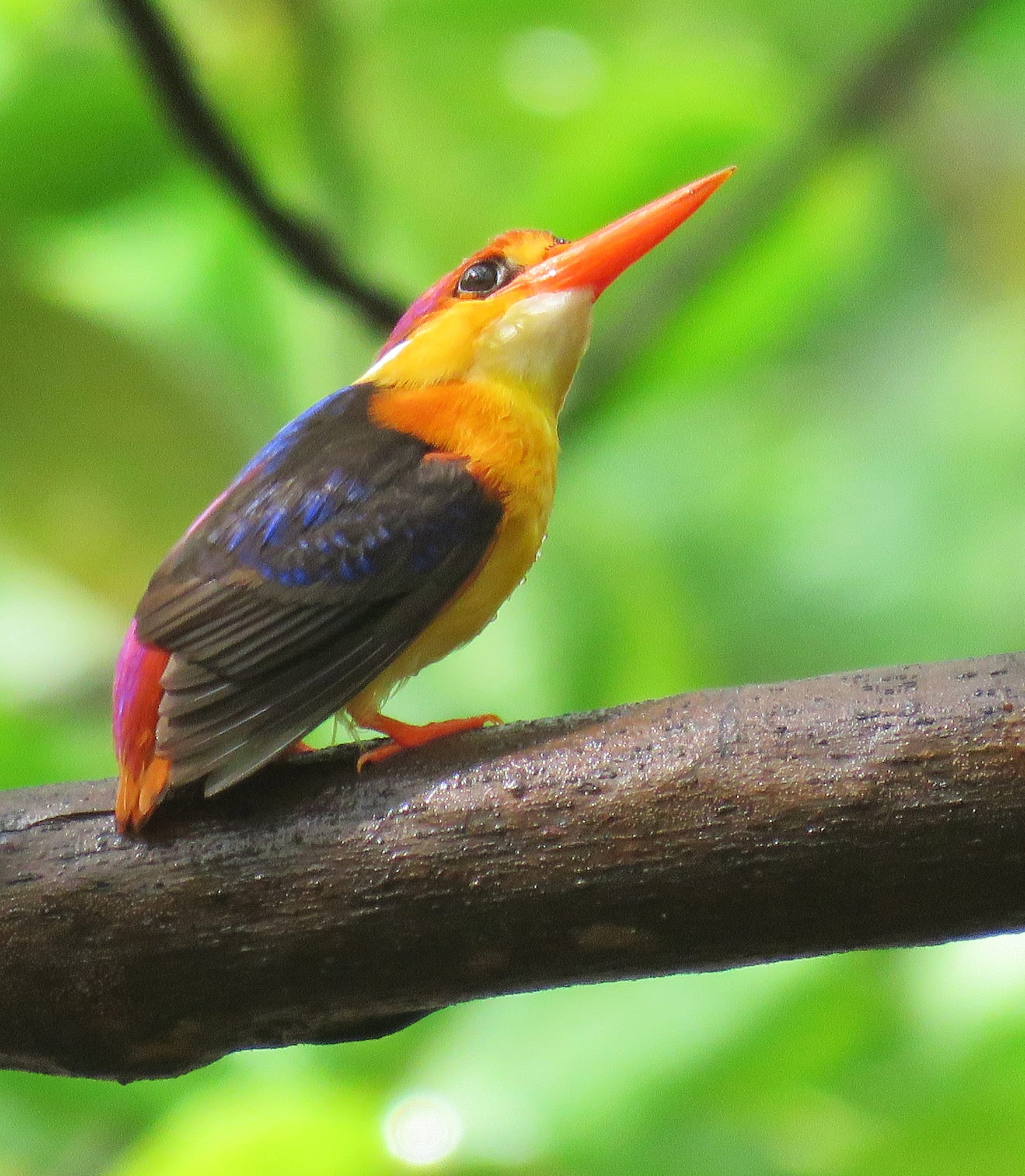 Oriental Dwarf Kingfisher - Narvekar Birds - Chiplun | Birds of Konkan